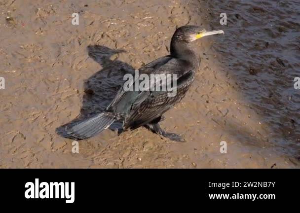 40 birds Stock Videos & Footage - HD and 4K Video Clips - Alamy