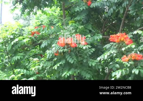 Spathodea campanulata african tulip tree Stock Videos & Footage - HD ...