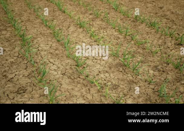 Very drought dry field land leaves garlic Allium cepa drying up the ...