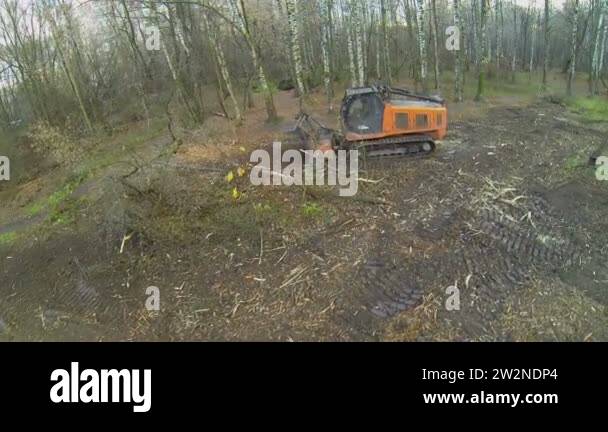 Hag tree Stock Videos & Footage - HD and 4K Video Clips - Alamy