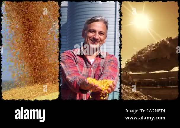 Happy Farmer Harvesting Corn Multi-Screen Video. Farmer Showing Freshly ...