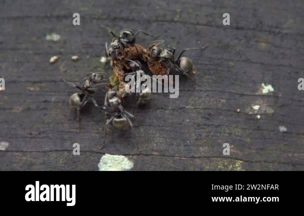 Macro slow motion group of ant Polyrhachis latona attacking and eating ...