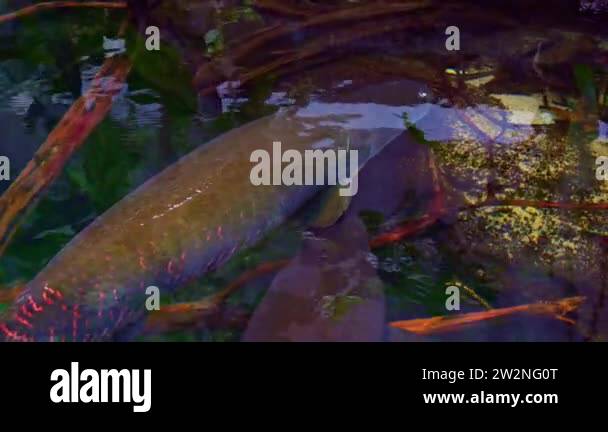 Arapaima arapaima gigas scales Stock Videos & Footage - HD and 4K Video ...