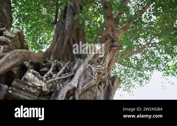 4K, Ta Som gopura, door with strangler fig. Famous spung tree growing ...