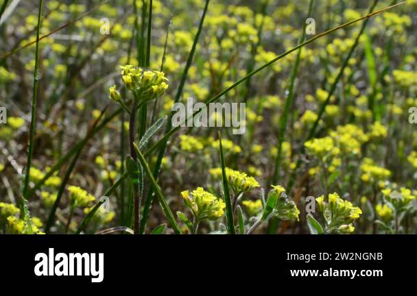 April wild flowers Stock Videos & Footage - HD and 4K Video Clips - Alamy