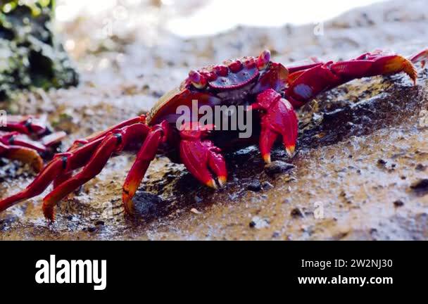 Lava crab Stock Videos & Footage - HD and 4K Video Clips - Alamy