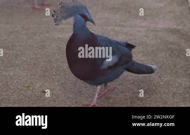 Southern crown pigeon Stock Videos & Footage - HD and 4K Video Clips ...