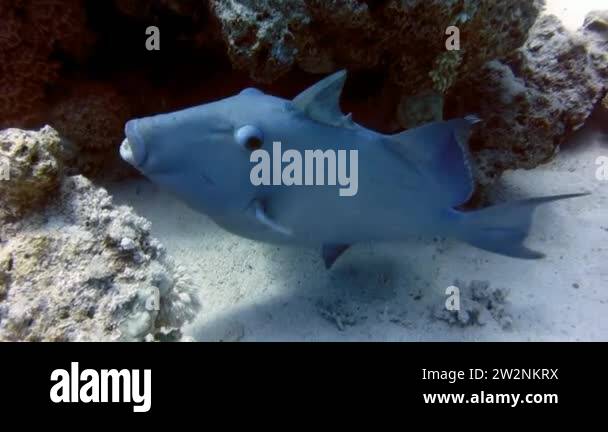 Blue Triggerfish on coral reef of the Red Sea in Egypt. Pseudobalistes ...