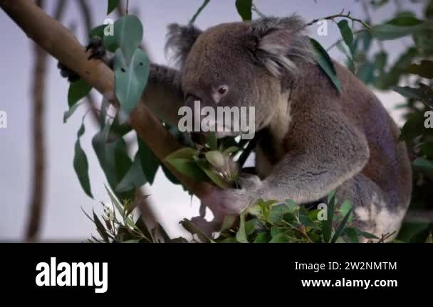 A cute koala eating green leafs of eucalyptus tree in a woodlands at ...