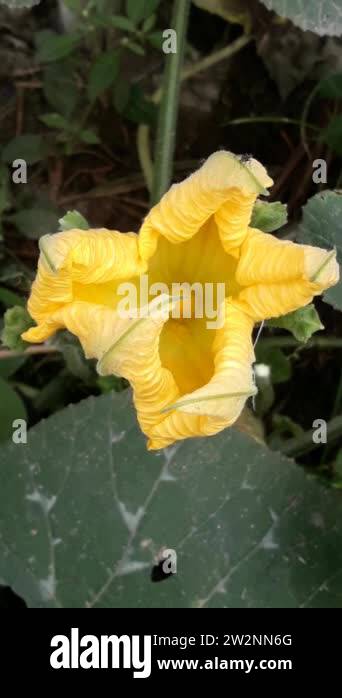 In the gourd family cucurbitaceae Stock Videos & Footage - HD and 4K ...