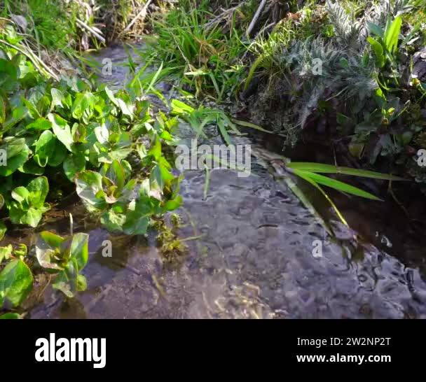 Streams with spring water. Spring water from an underground river. The ...