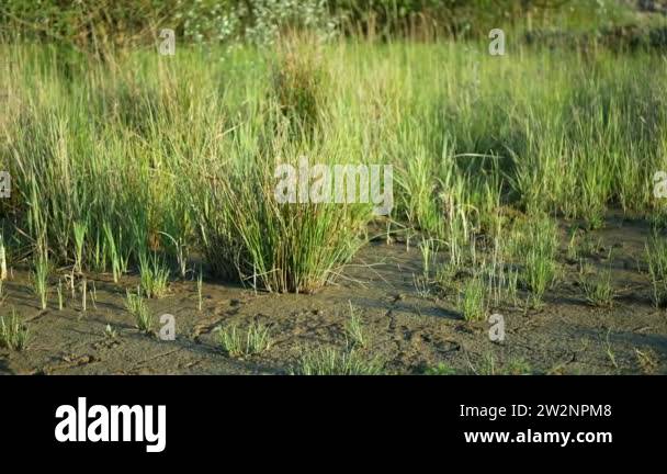 Drought wetland, swamp clay rushes Juncus drying up cracked soil crust ...