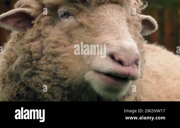 Sheep ewe portrait teeth Stock Videos & Footage - HD and 4K Video Clips ...