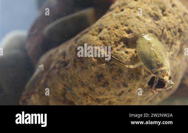 Giant water beetle Stock Videos & Footage - HD and 4K Video Clips - Alamy