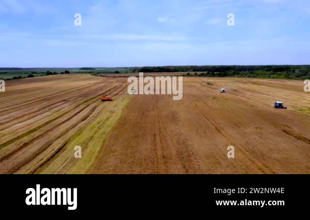 Harvesting of wheat in summer. Two harvesters working in the field ...