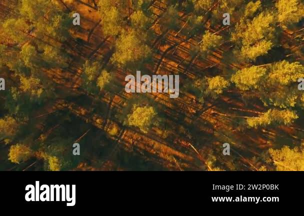 Flight above green forest, aerial top view. Drone flies over pine ...