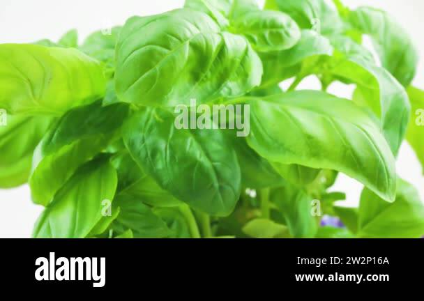 Basil ocimum basilicum close Stock Videos & Footage - HD and 4K Video ...