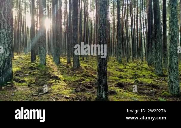 Magical forest setting Stock Videos & Footage - HD and 4K Video Clips ...