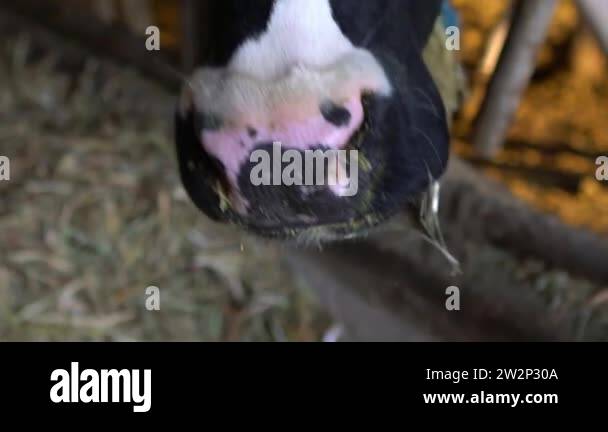 Slow Motion of Close-up cow in barn of dairy farm. Holstein cows ...
