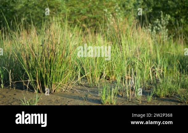 Drought wetland, swamp clay rushes Juncus drying up cracked soil crust ...