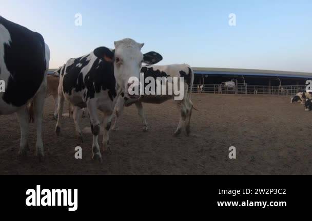 4K, milk cow on modern farm. Domestic animals in barn. Agricultural ...