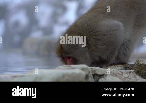 A wild monkey driking water in a hot spring. Snow monkey drink in onsen ...