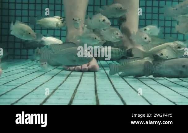 Toothless fish Stock Videos & Footage - HD and 4K Video Clips - Alamy