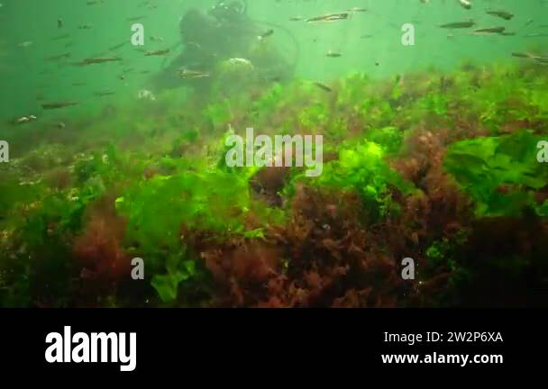 Photosynthesis in the sea, underwater landscape, fish Atherina pontica ...