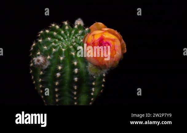 Orange Colorful Flower Timelapse of Blooming Cactus Opening / 4k fast ...