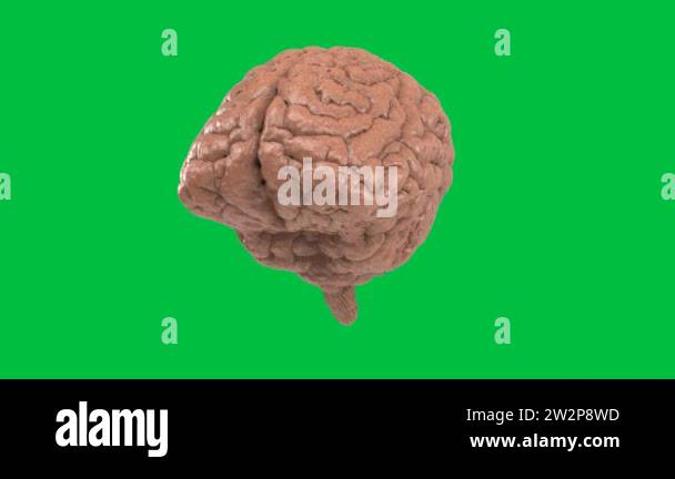 Cerebral cortex brain surgery Stock Videos & Footage - HD and 4K Video ...