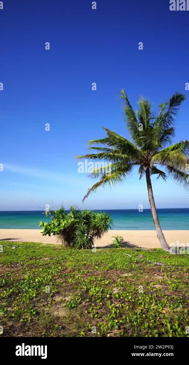 Vertical footage of coconut palm trees near the beach and turquoise ...