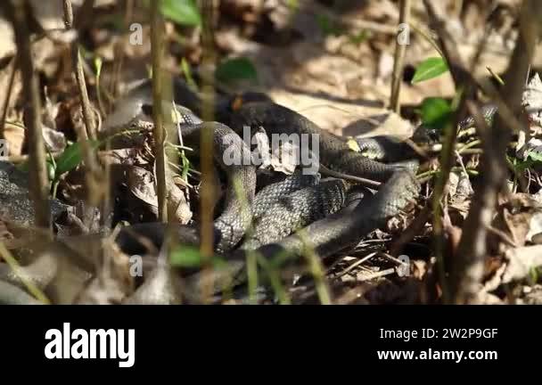 Snakes Stock Videos & Footage - HD and 4K Video Clips - Alamy