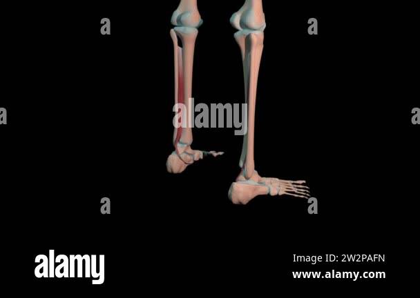 This 3d animation shows the tibialis posterior muscles in full rotation ...