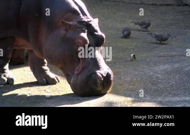 4K, The common hippopotamus is eating in a zoo. Hippo is feeding ...