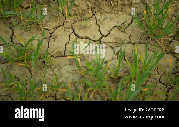 Very drought dry field land wheat Triticum aestivum, drying up soil ...
