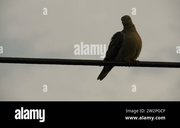 A bird resting on a strand of electric line and the cloud sky in the ...