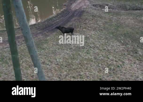 Brown elk Stock Videos & Footage - HD and 4K Video Clips - Alamy