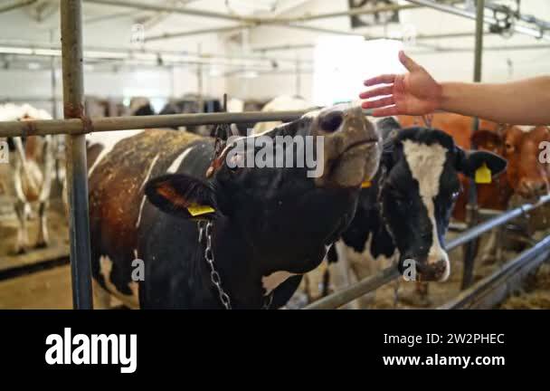Hand touching a cow in a cowshed indoors. Dairy cows standing in a farm ...