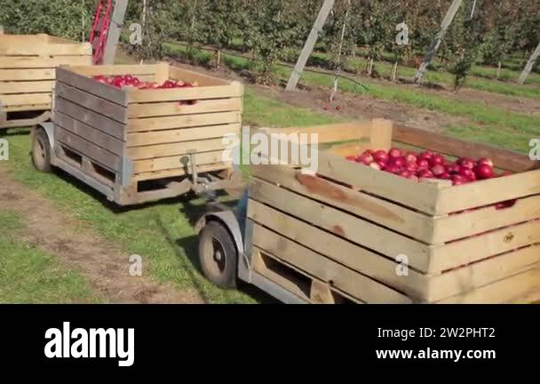 Tractor loaded up with bins of freshly picked apples as they move from ...