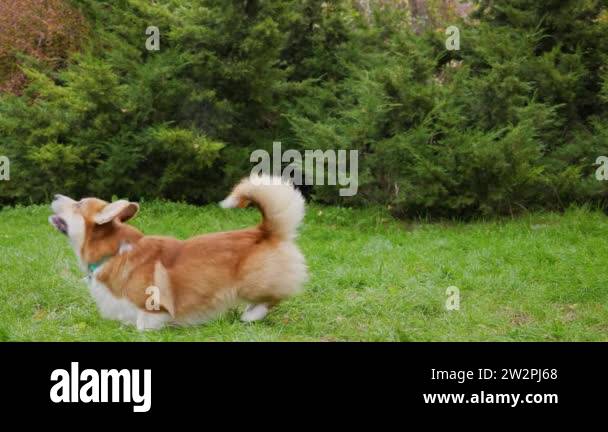 Dog breed welsh corgi pembroke on the lawned park. A dog stands on its ...
