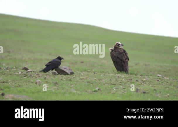 Vulture raven Stock Videos & Footage - HD and 4K Video Clips - Alamy