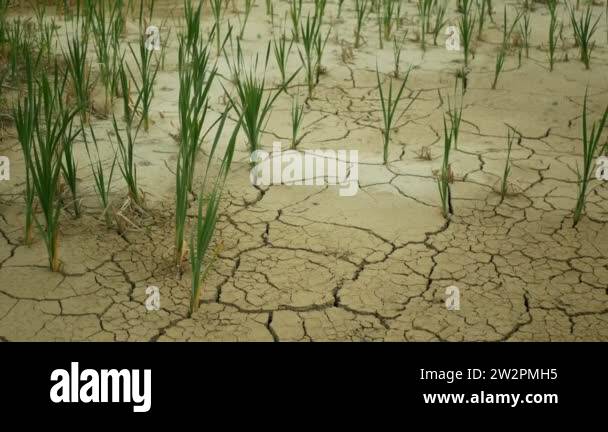 Drought cracks pond wetland, swamp very drying up the soil crust earth ...