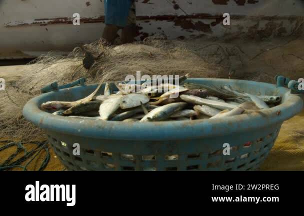 Catch basket Stock Videos & Footage - HD and 4K Video Clips - Alamy