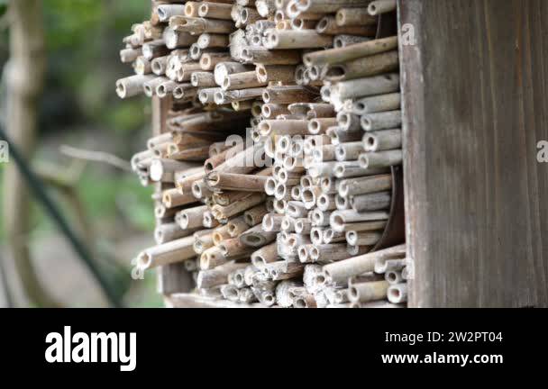 Bamboo mason bee Stock Videos & Footage - HD and 4K Video Clips - Alamy