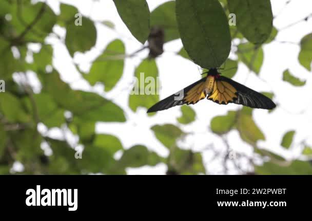 Female Golden Birdwing wildlife in the mountain Taiwan, Troides aeacus ...