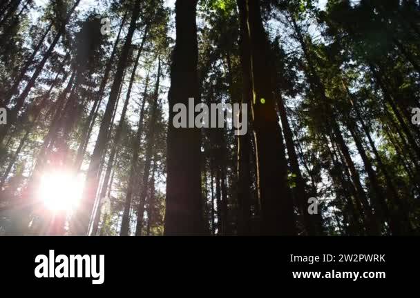 Light and shade. Sun beams in the pine mountain wood Stock Video ...