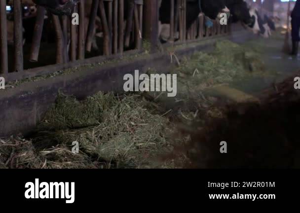 Slow Motion of dairy farmer cleaning a modern stable with a wooden ...