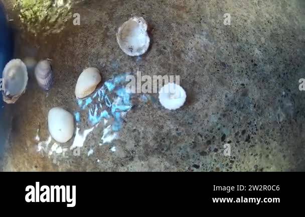 Shell group Stock Videos & Footage - HD and 4K Video Clips - Alamy