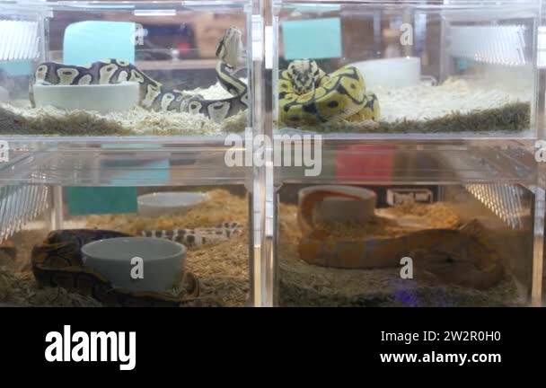 Captive bred snakes for sale. Small plastic boxes with captive bred ball pythons of various ...
