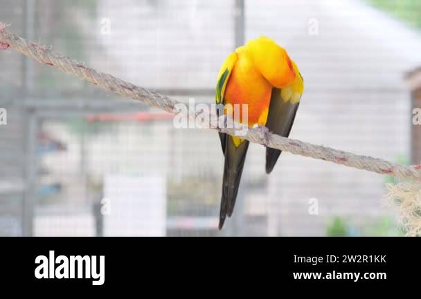 Hairy wing Stock Videos & Footage - HD and 4K Video Clips - Alamy